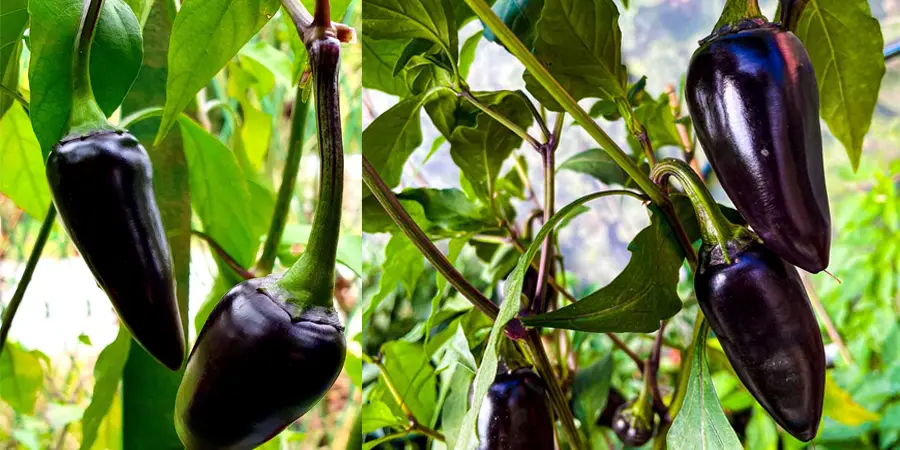 Purple Jalapeno Paprika - Ljuti sos Zlotenica